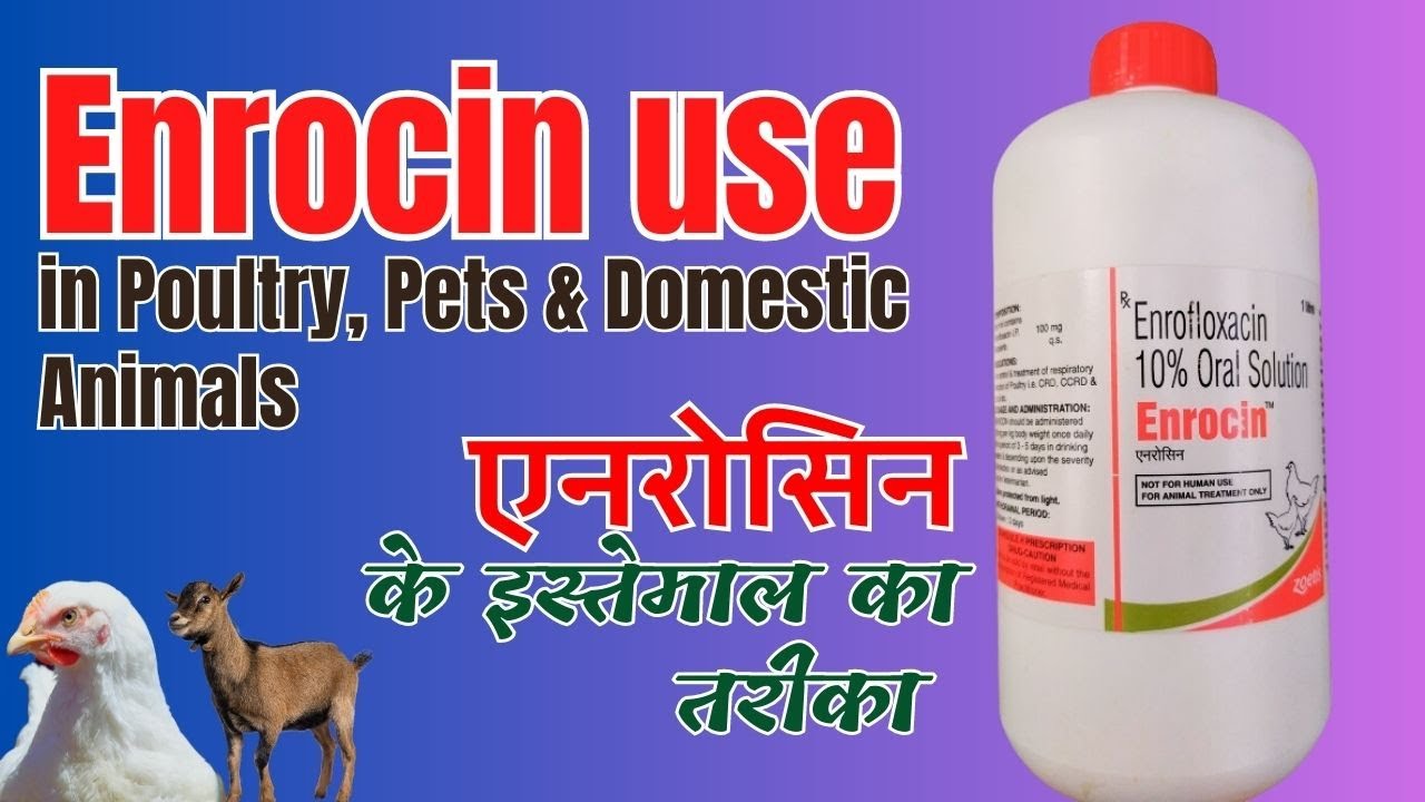 Enrocin Use in Poultry, Cattle, Goats, Dogs and Cats | #Enrofloxacin # ...