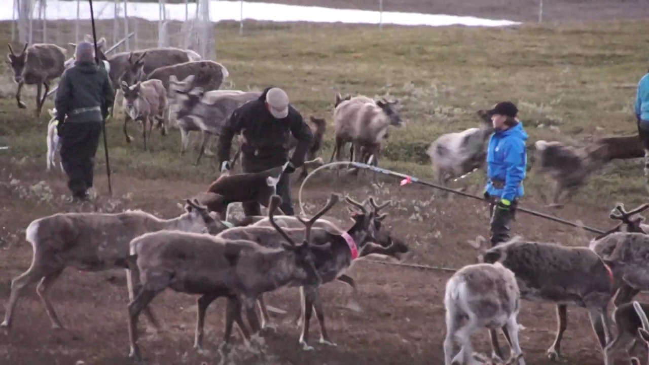 Ear-marking of young reindeers Renmärkning Laddejåkkå #3 - YouTube