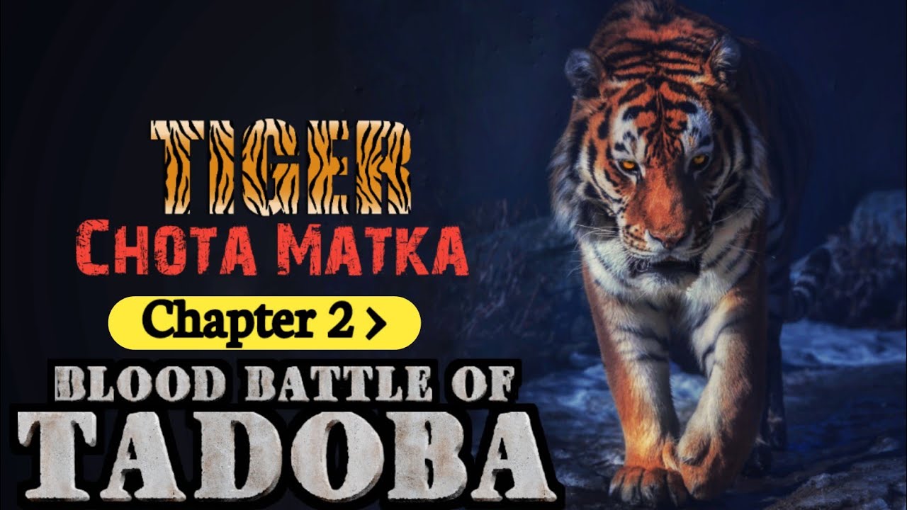 Rise of Chota Matka - Battle of Tadoba । Chapter 2 । Facta Phylum - YouTube