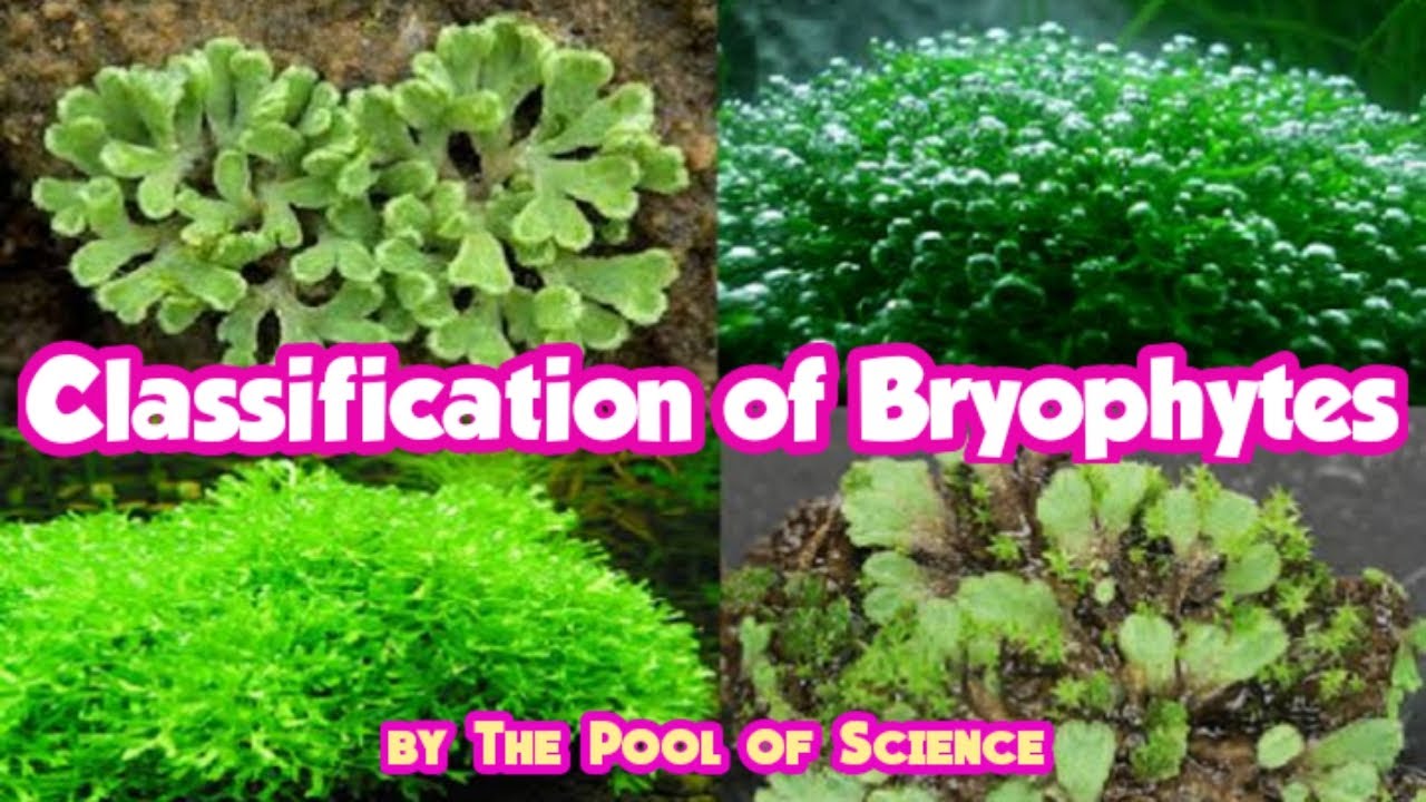 F.Sc part 1: Biology-Chapter 9: Classification of Bryophytes by The ...