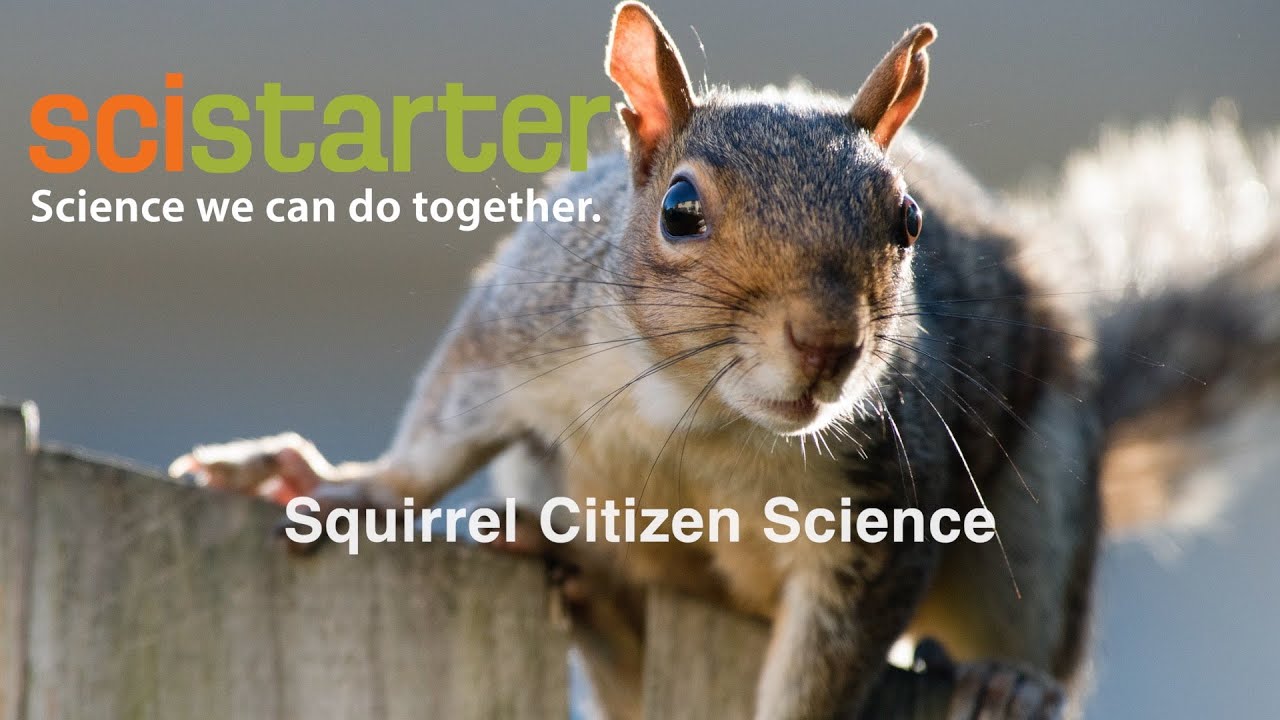 Squirrelly Citizen Science - YouTube