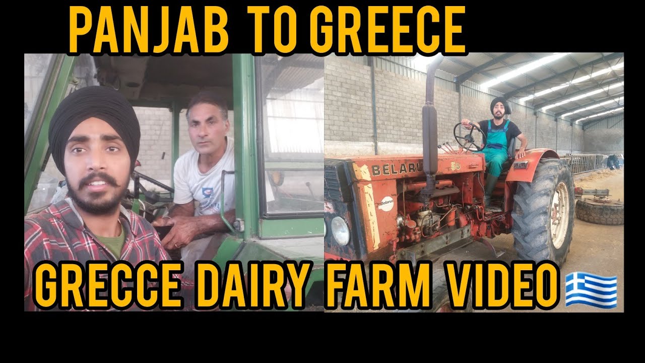 Panjab To Greece 🇬🇷 dairy Farm Video 😊 Big Cow Farm In Greece 🤗 - YouTube