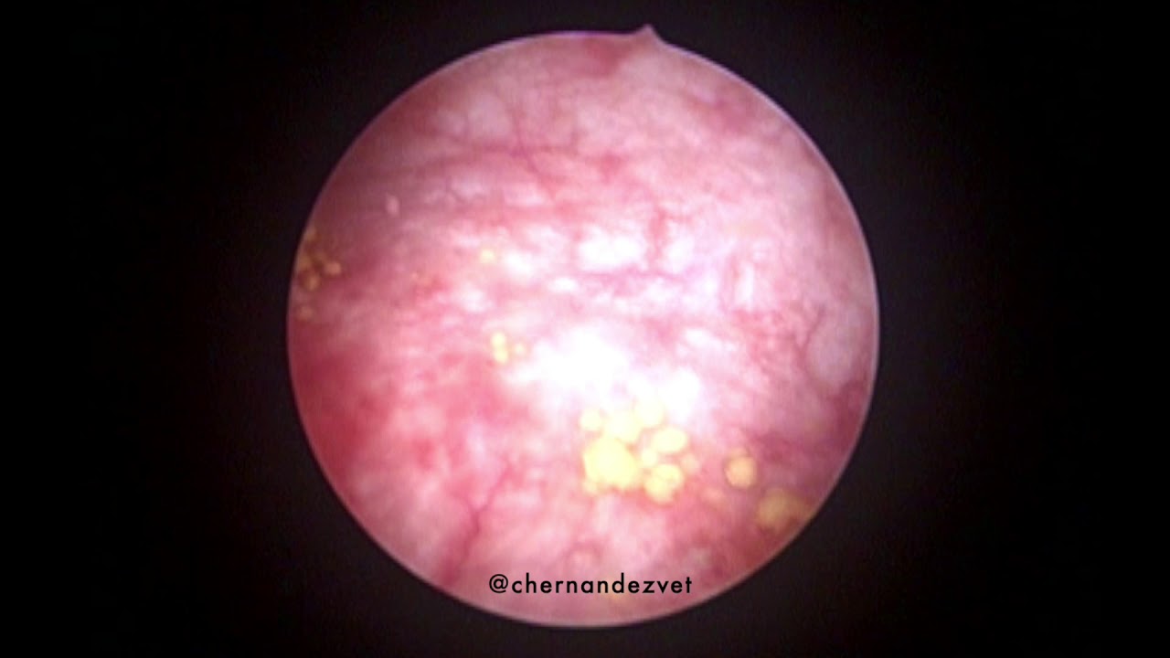 Cystoscopy in a dog with chronic cystitis and multiple calculi - YouTube