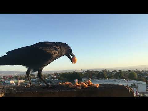 Crows dropping by for an egg yolk and grilled chicken feast - YouTube