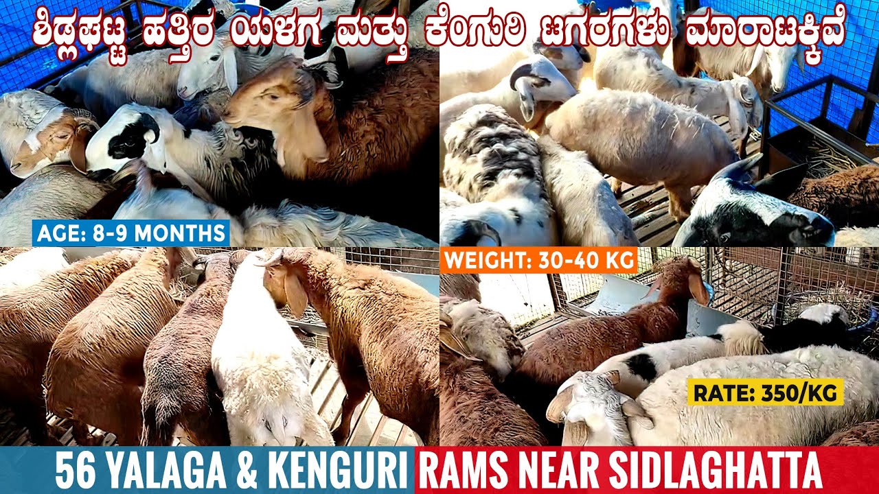 KENGURI & YALAGA Sheeps for Sale near Sidlaghatta Karnataka | Rams for ...