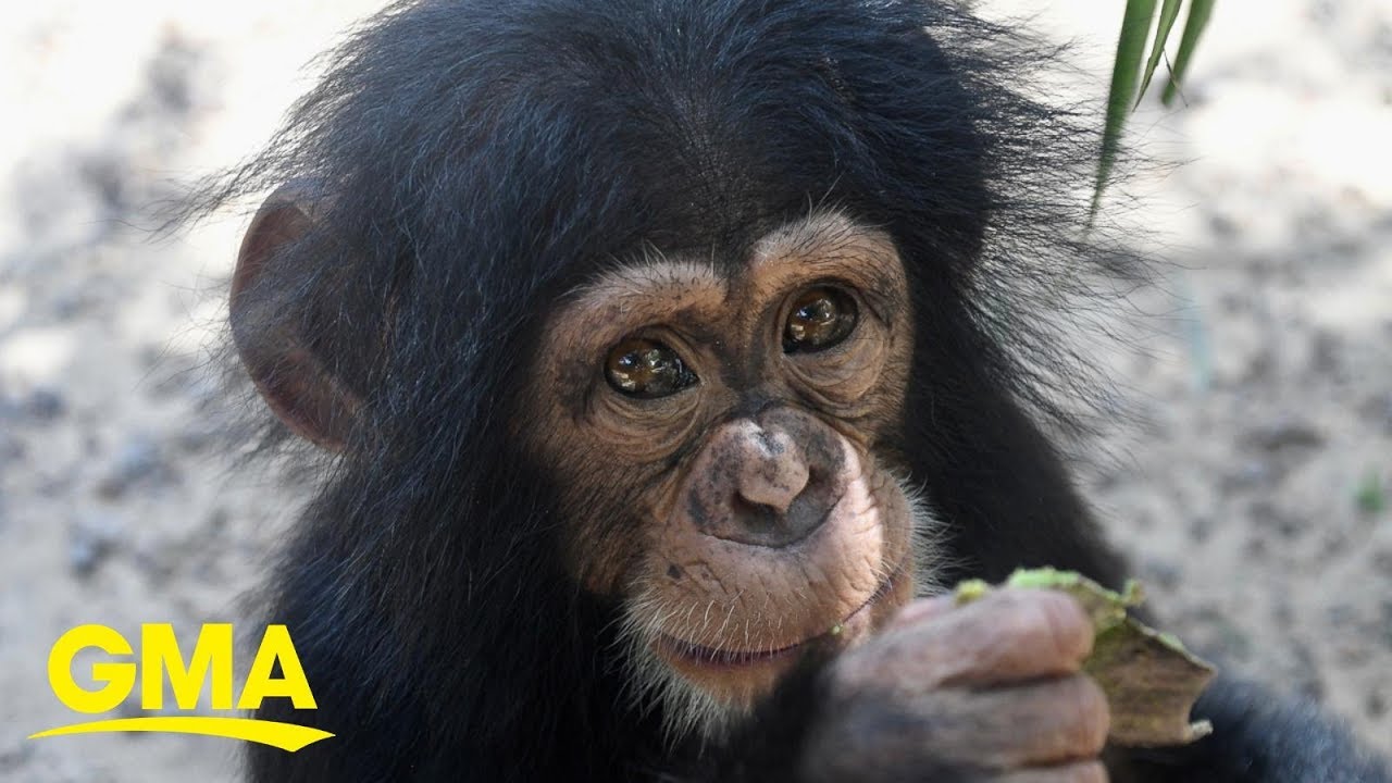 These baby chimps can’t stop hugging their newest friend l GMA Digital ...