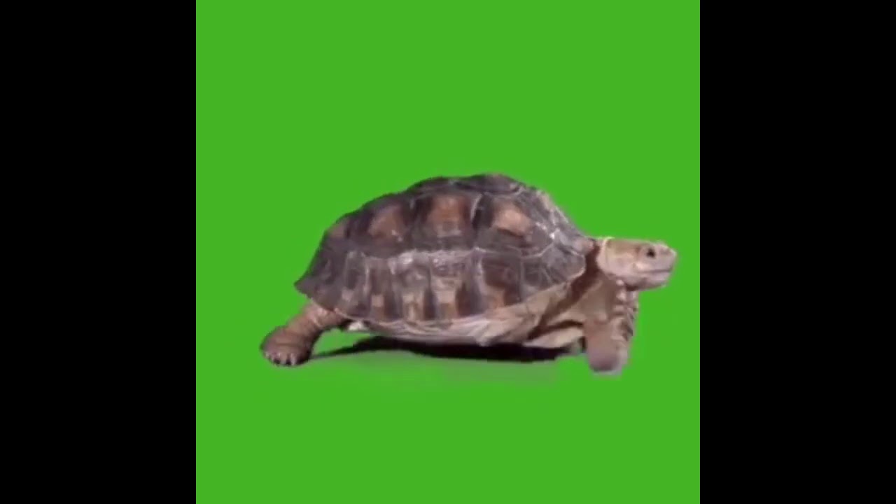 Turtle green screen - YouTube