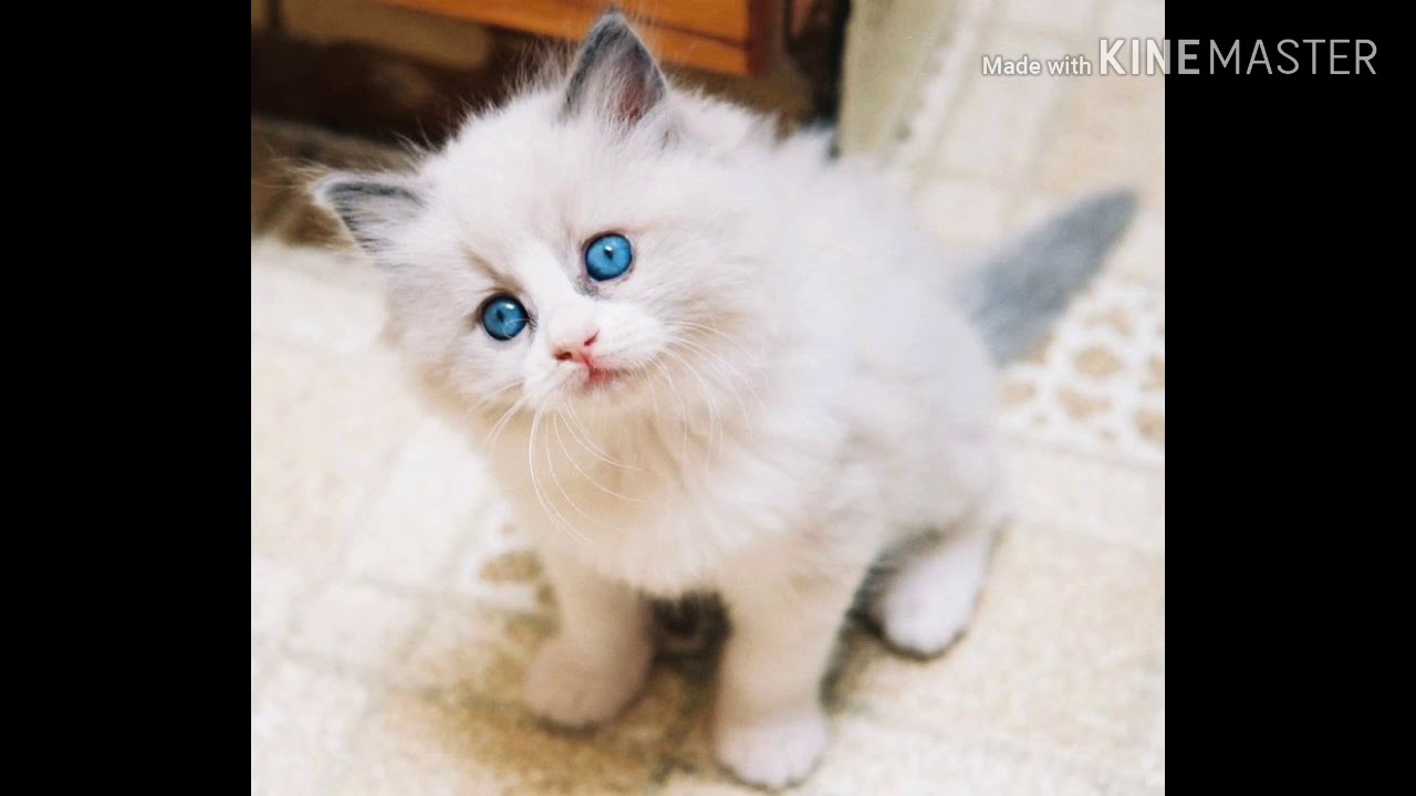 anak kucing comel #70 cute kittens - YouTube