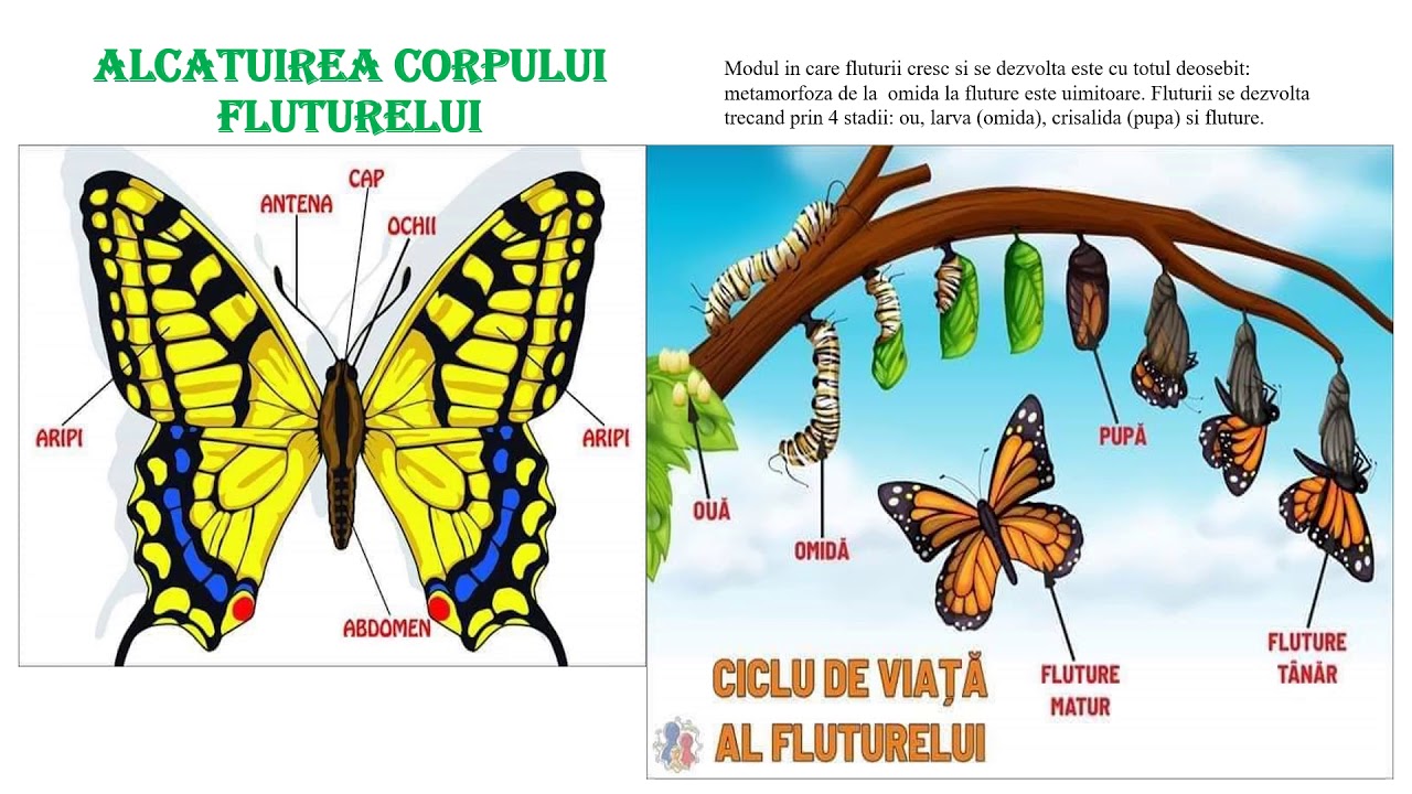 Curiozitati din lumea insectelor - YouTube