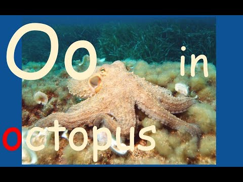 Easy English and Phonics- Oo in Octopus - YouTube