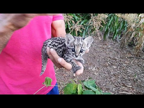GATO DO MATO GATO MARACAJÁ