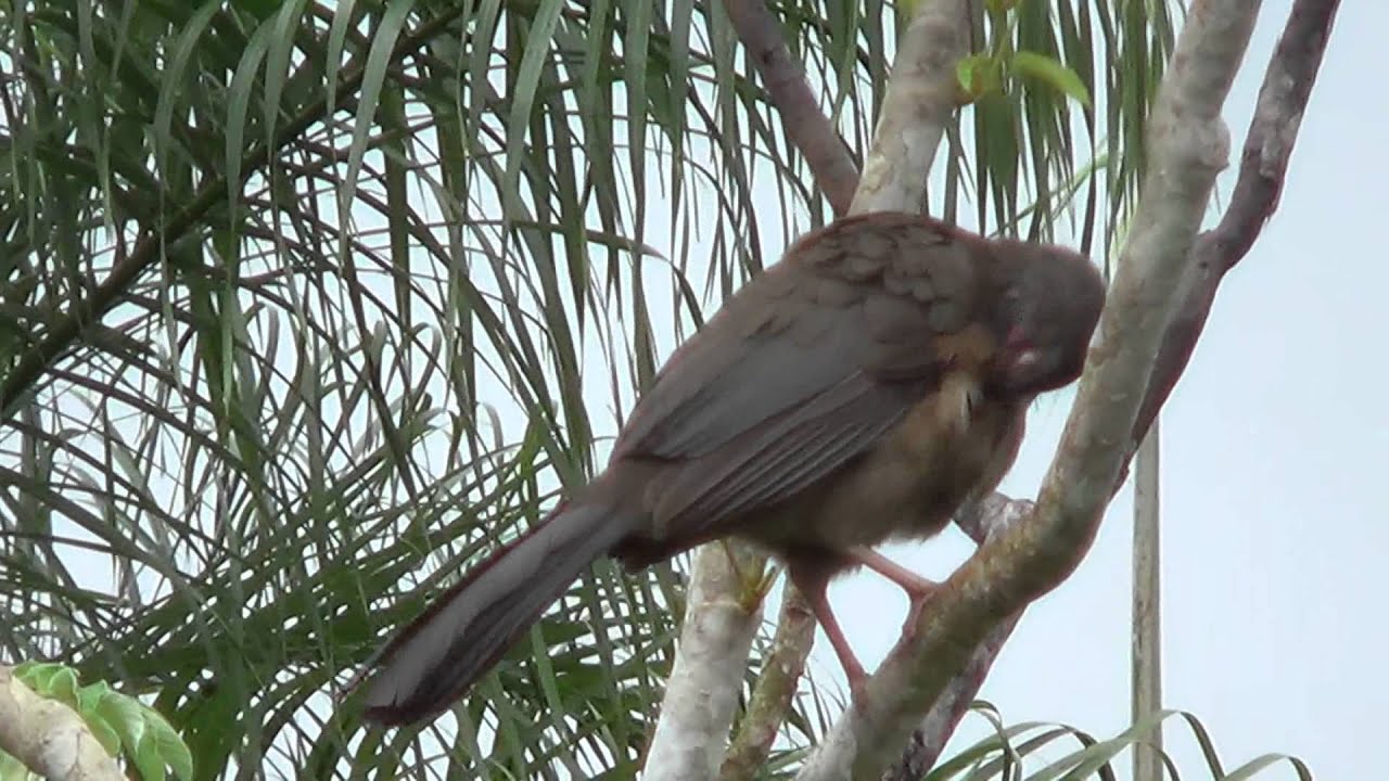 CHACO CHACHALACA (ORTALIS CANICOLLIS), ARACUÃ-DO-PANTANAL, Wild birds ...