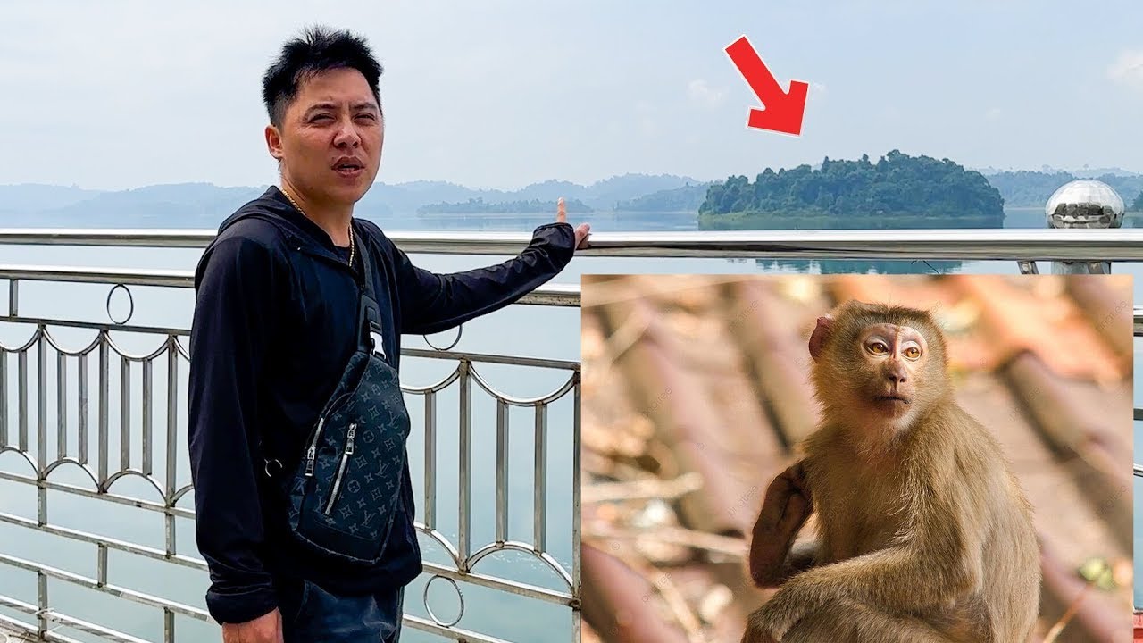Shocking News" Dad goes to the new island where Monkey Kaka is ...