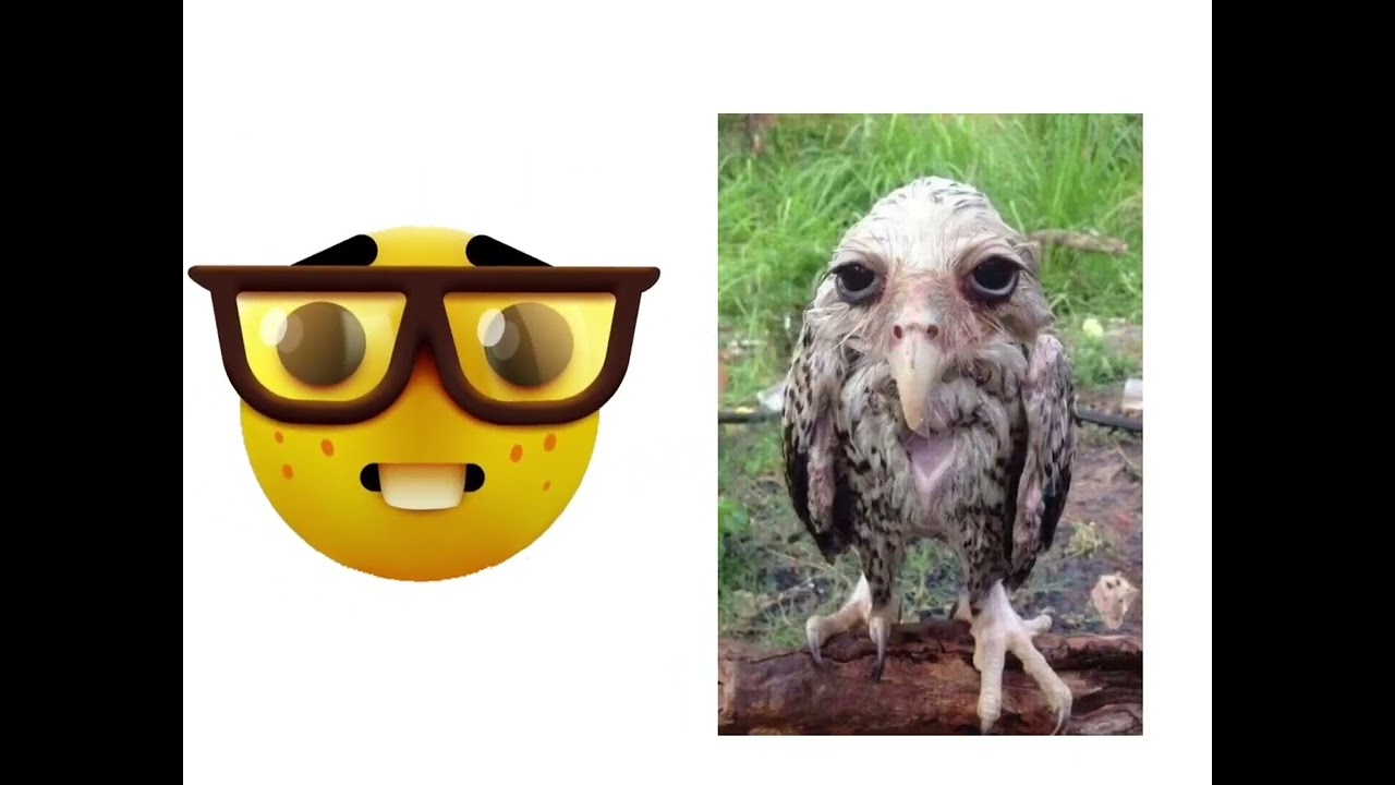 Goofy ahh bird vs Joe - YouTube