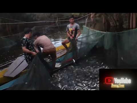 Cara menangkap ikan yang lebih mudah dengan menggunakan jermal👌 - YouTube