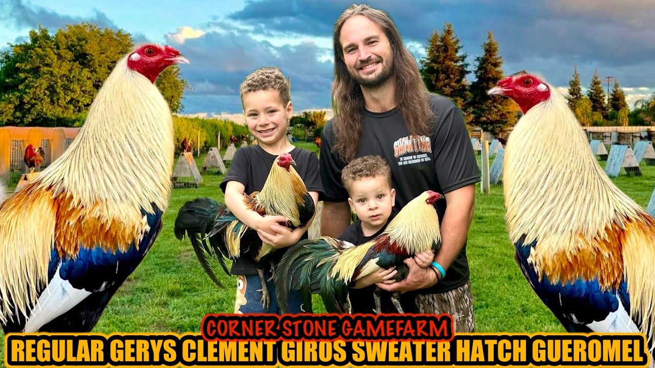 Regular Greys Clement Giros Sweater Hatch Gueromel ~ CORNER STONE ...
