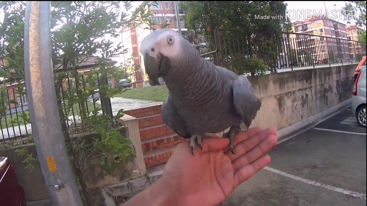 Outdoor Recall And Flight Training - African Grey Parrot - YouTube