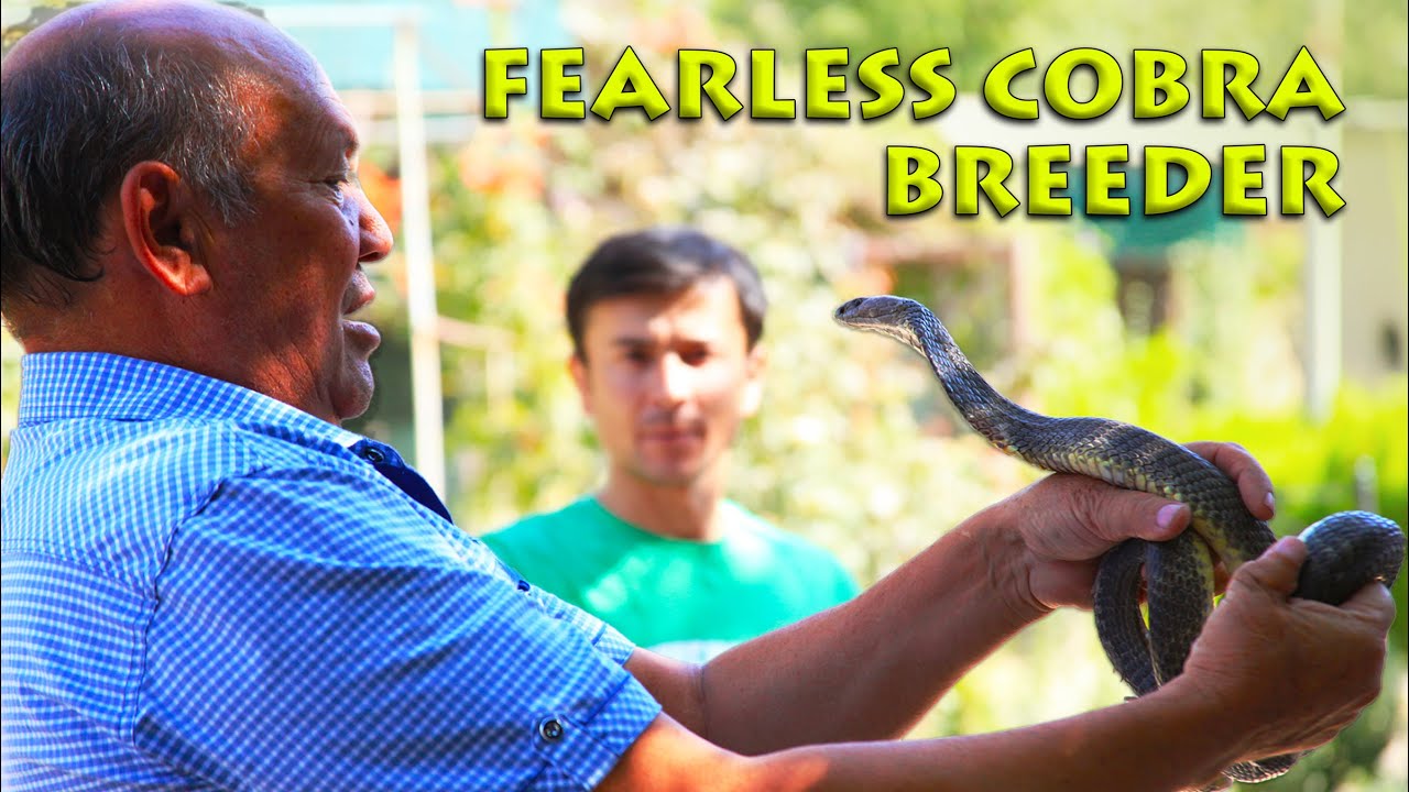 Snake Breeder Chronicles: Uncovering Samarkand's Untold Story # ...