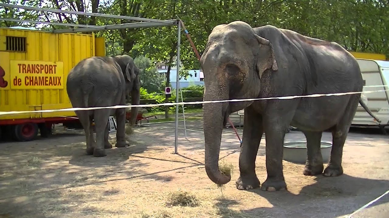 Eléphants du zoo du cirque Pinder à Epinal mercredi 26 juin 2013 - YouTube