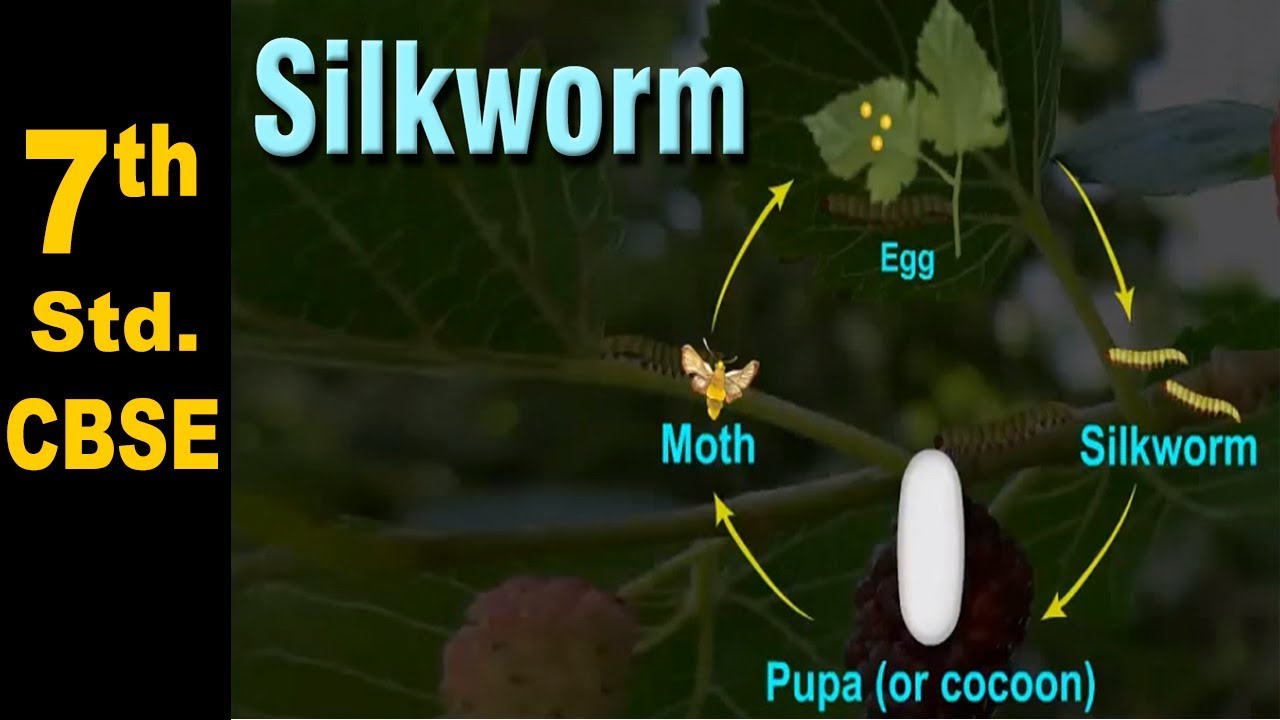 Class 7 | The life cycle of a Silk Worm | NCERT | Science | CBSE Board ...