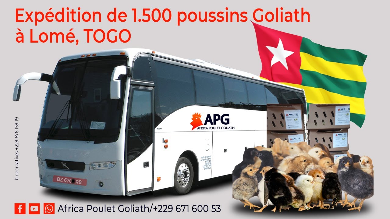 EXPEDITION DE 1500 POUSSINS GOLIATH DESTINATION Lomé (TOGO) - YouTube