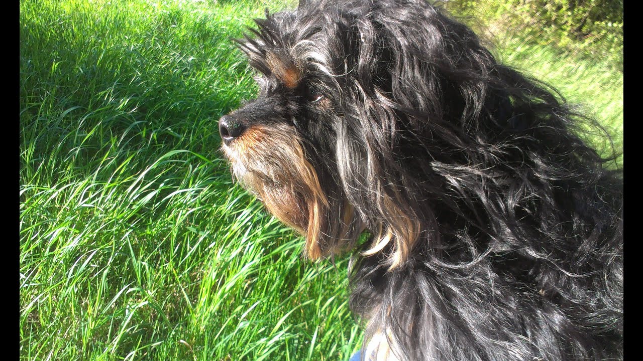 Sad Dog Diary: Bath Day :( - YouTube