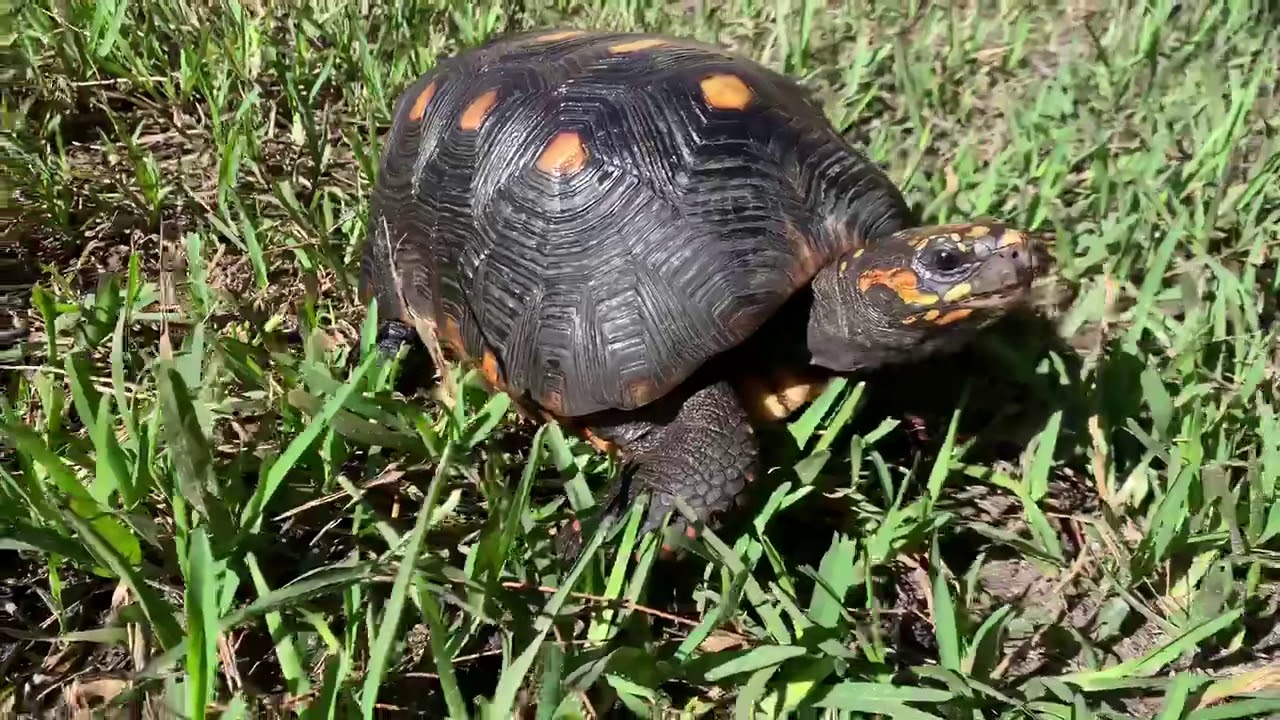 ID number V53 12 inch male Andrews Redfoot Tortoise - YouTube