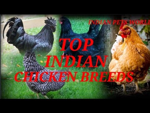 TOP INDIAN CHICKEN BREEDS//INDIAN ROOSTER,HEN// QUALITY BREEDS.देशी ...