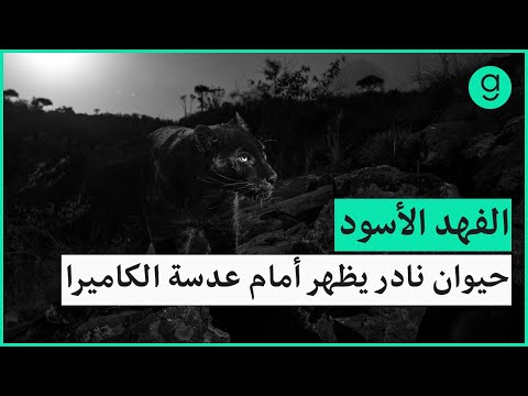 الفهد الأسود | حيوان نادر تلتقطه عدسة الكاميرا