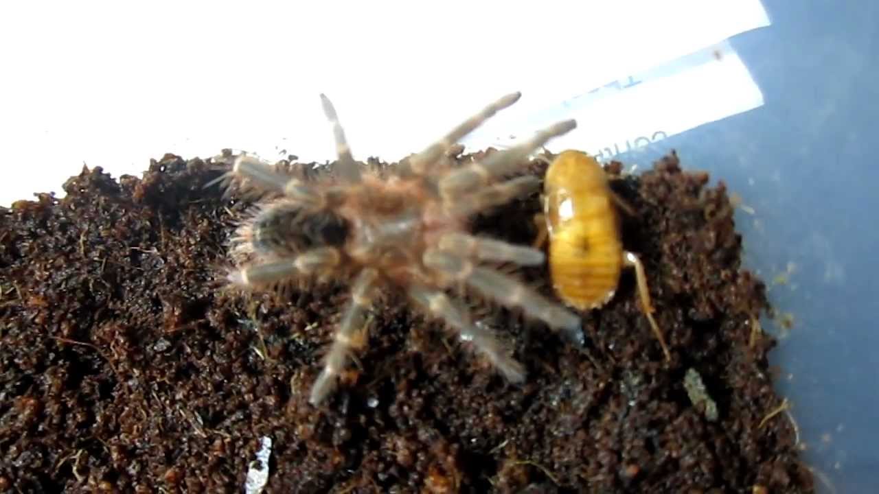 Chaco golden knee vs. cockroach - YouTube