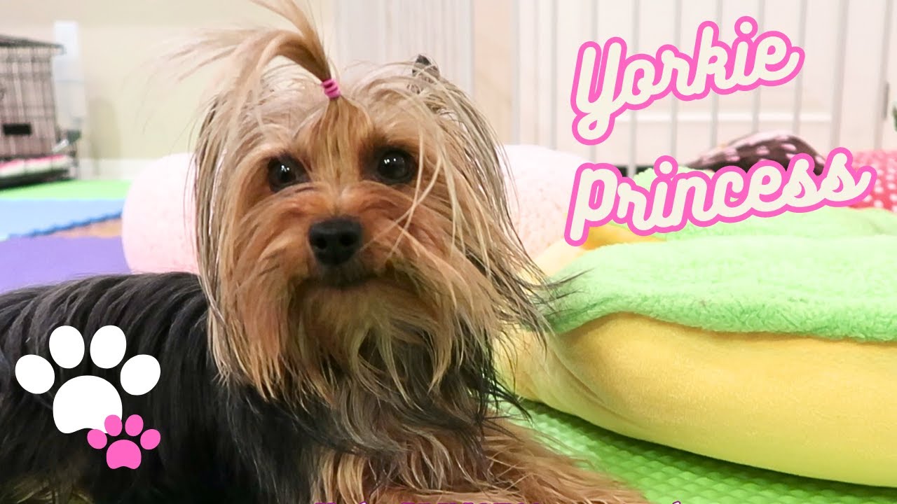 Yorkie PRINCESS is getting sleepy while Mini Schnauzer SASHA is focused ...