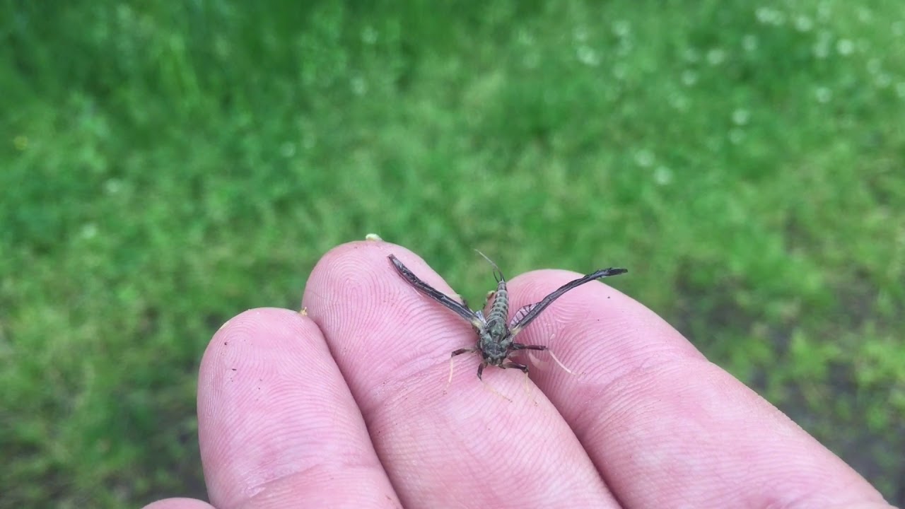 Green Drake Cripple - YouTube