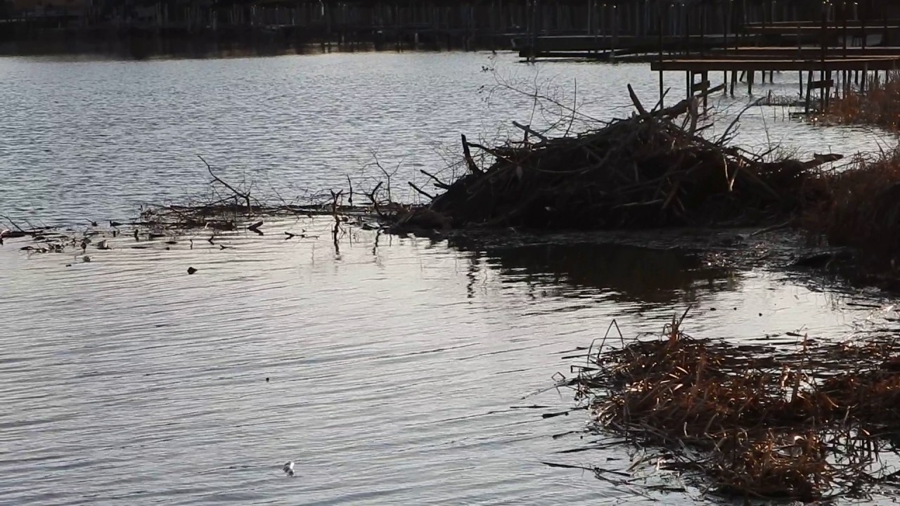 Feeding the Beaver - YouTube