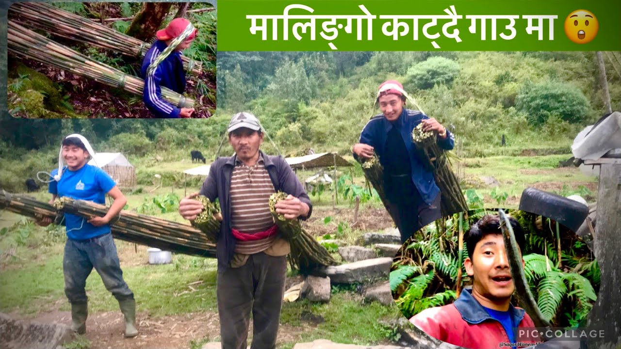 गाउ मा यसरि गरिन्छ काम😍🍀Malingo काट्दै हामि 😱village special Vlog - YouTube