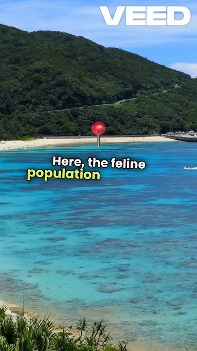 There’s an Island Where Cats Rule! 🏝️🐱 - YouTube There’s an Island Where Cats Rule! 🏝️🐱 - YouTube