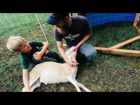 Simple Trick CALMS Sheep (for Butchering)