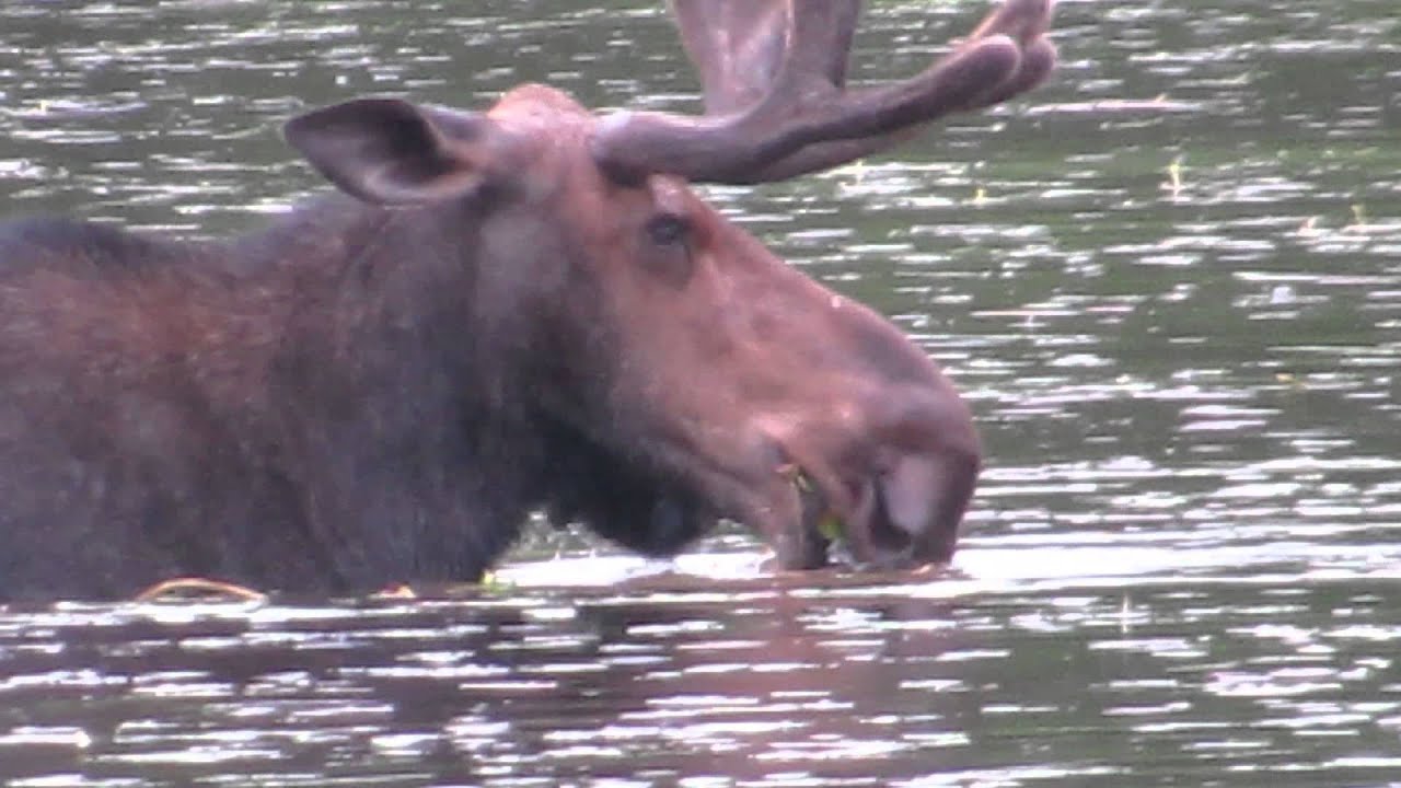 Moose In Millinocket Maine With Maine Quest Adventures Day 2 Youtube