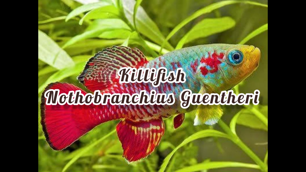 Colocando ovos de killifish para nascer #1 Nothobranchius Guentheri ...