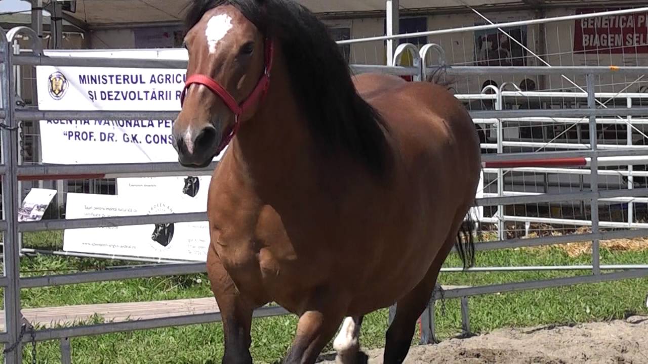 Iapa lui Nea Costel de la Cluj - Semigreu Romanesc Expozitia Agraria ...