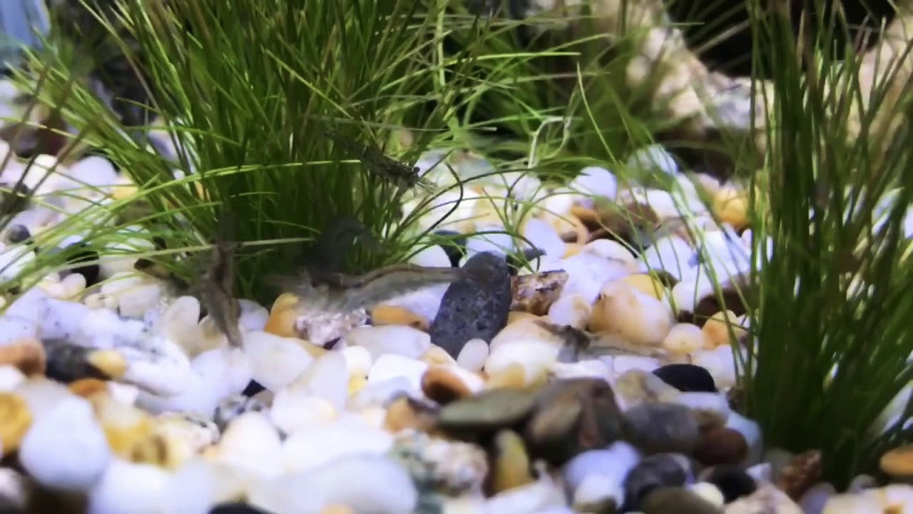 Australian glass shrimp (Paratya Australiensis) - YouTube