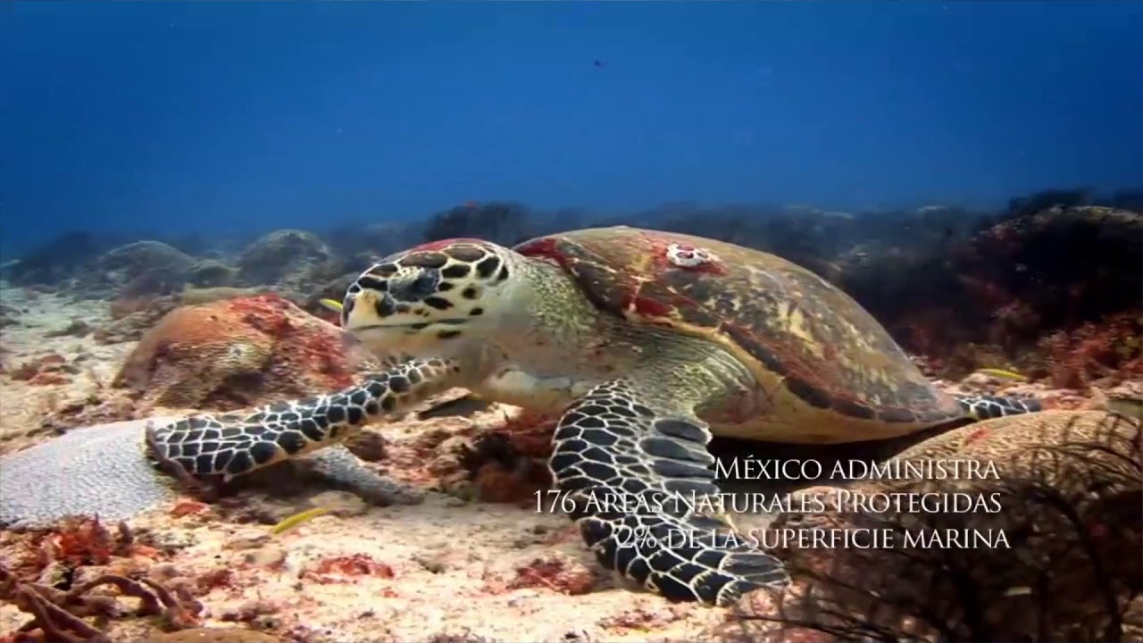 la biodiversidad de mexico,mini documental - YouTube