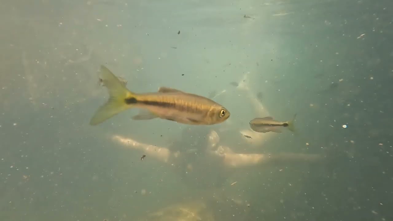 Lets swim with the fish, stream trekking - YouTube