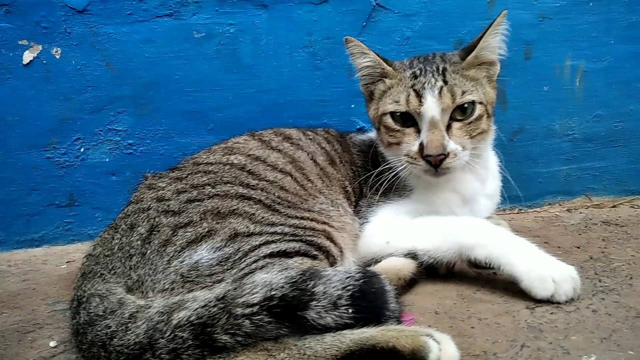 Kucing Lesu Masih Ngantuk - YouTube