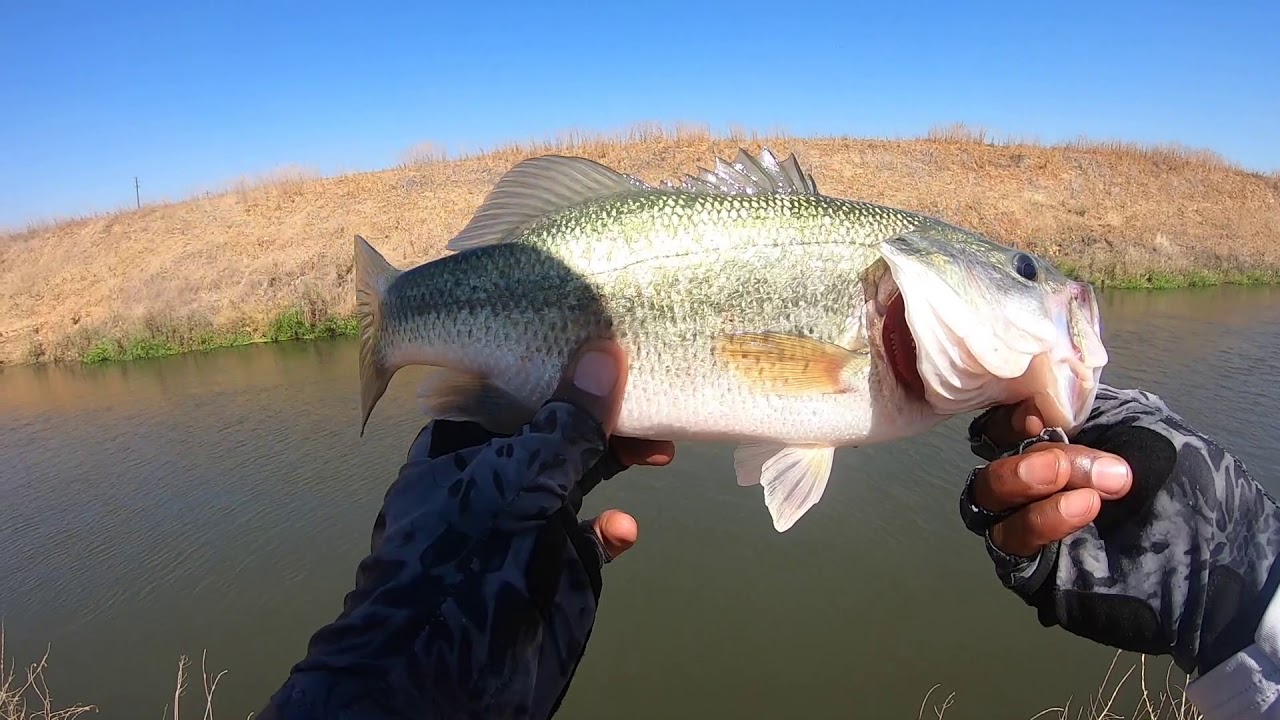 Looking for Big Largemouth Bass in Los Banos!!! - YouTube