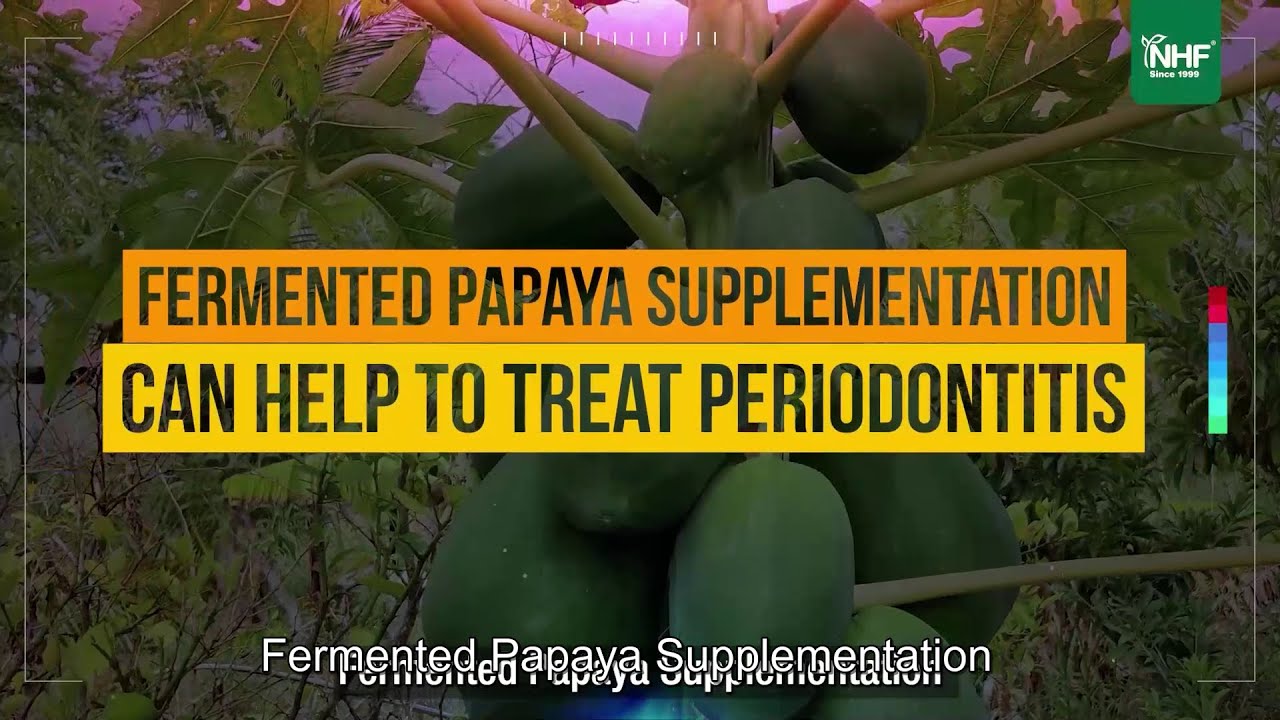 Fermented Papaya: A Breakthrough in Treating Chronic Periodontitis! 🦷🍃 ...