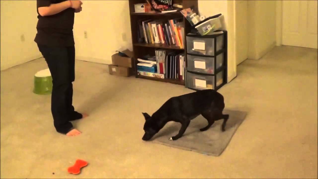 Pip Training 02/25/2016 - YouTube