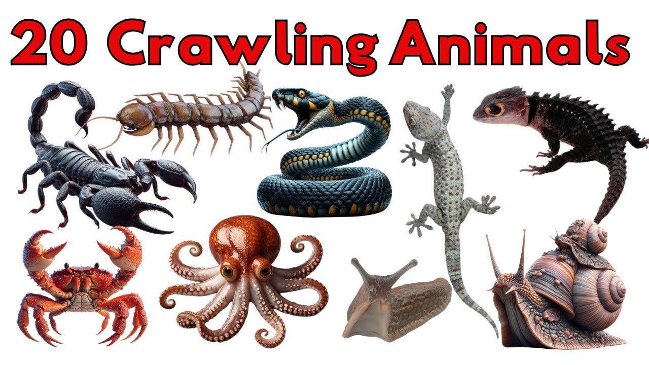 20 Crawling Animals for Kids | Learn Animal Names with Pictures ...