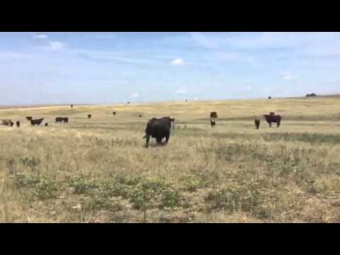4 Yr Old from Conley Angus - YouTube