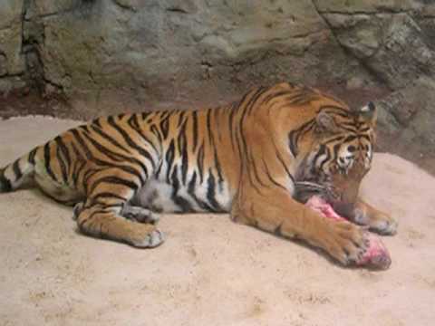 Siberian Tiger chewing on bone - YouTube