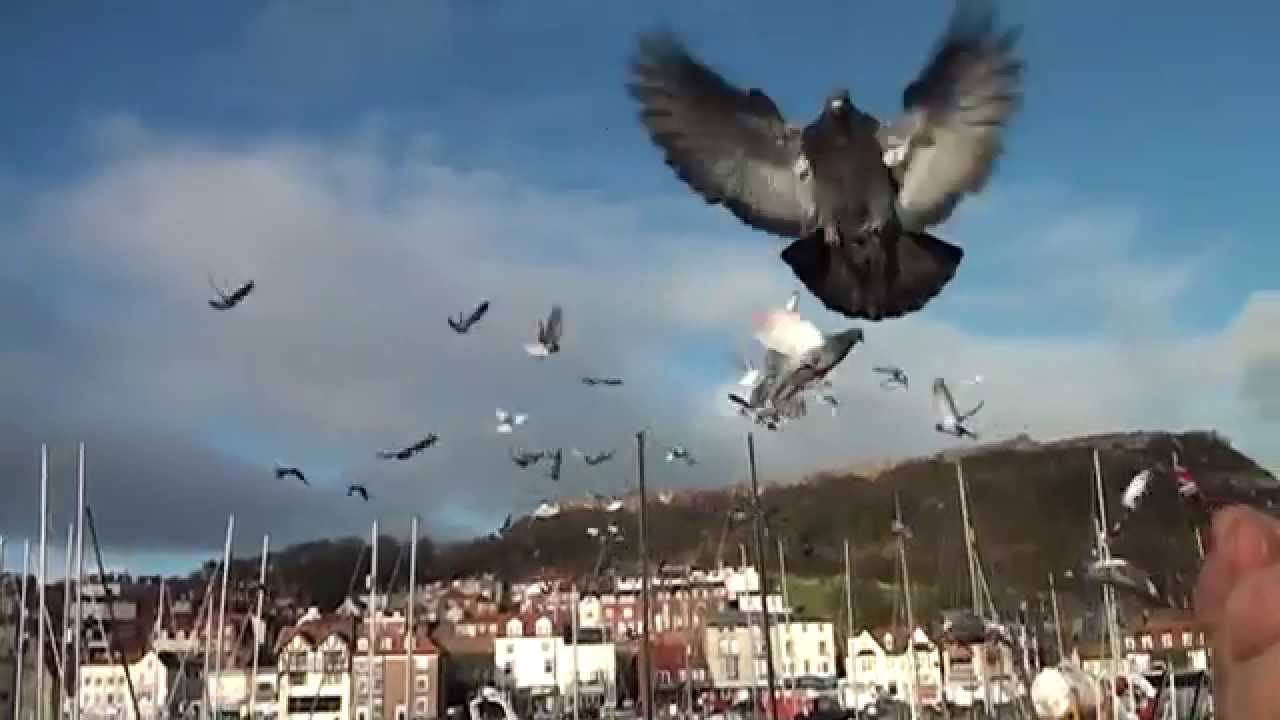 Pigeon Acrobatics in Slow Motion - Scarborough - YouTube